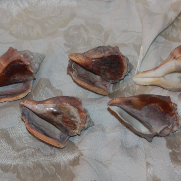 Accents | Lot Of 5 Conch Seashells Sea Shells Beach Decor | Poshmark